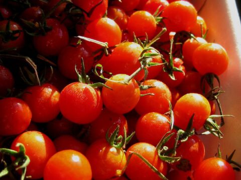 El tomate | PequeRecetas