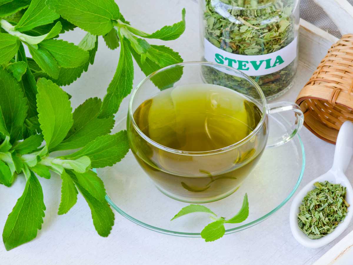 Propiedades y beneficios de la Stevia, el edulcorante natural ...