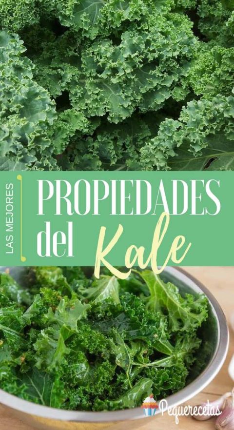Kale, descubre las super propiedades de la berza o col rizada.