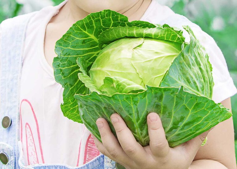 Propiedades de la col (beneficios y recetas con col para disfrutarlos ...