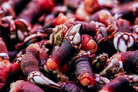 Cómo cocer percebes y cómo comerlos (muy fácil) - PequeRecetas