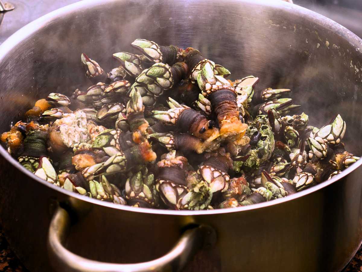 Cómo cocer percebes y cómo comerlos (muy fácil) - PequeRecetas