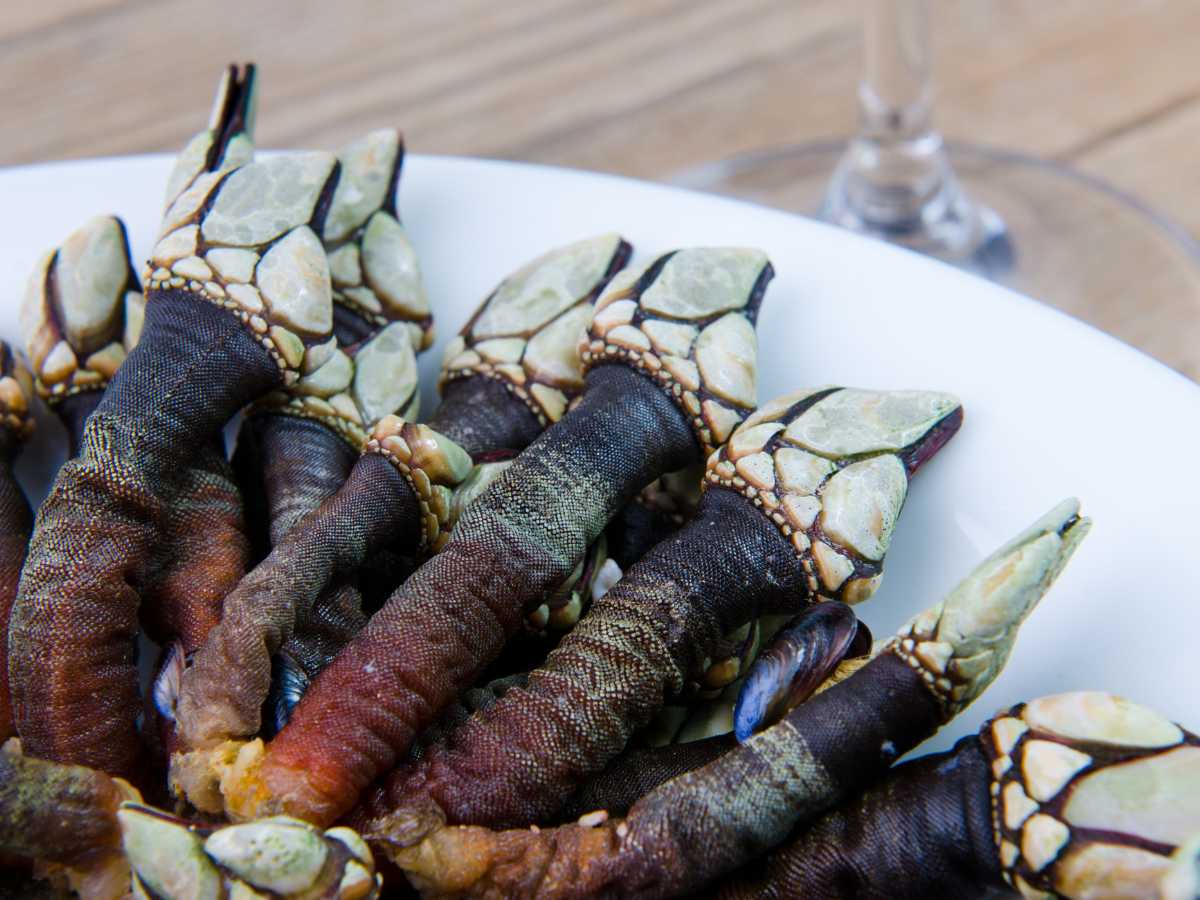 Cómo cocer percebes y cómo comerlos (muy fácil) - PequeRecetas