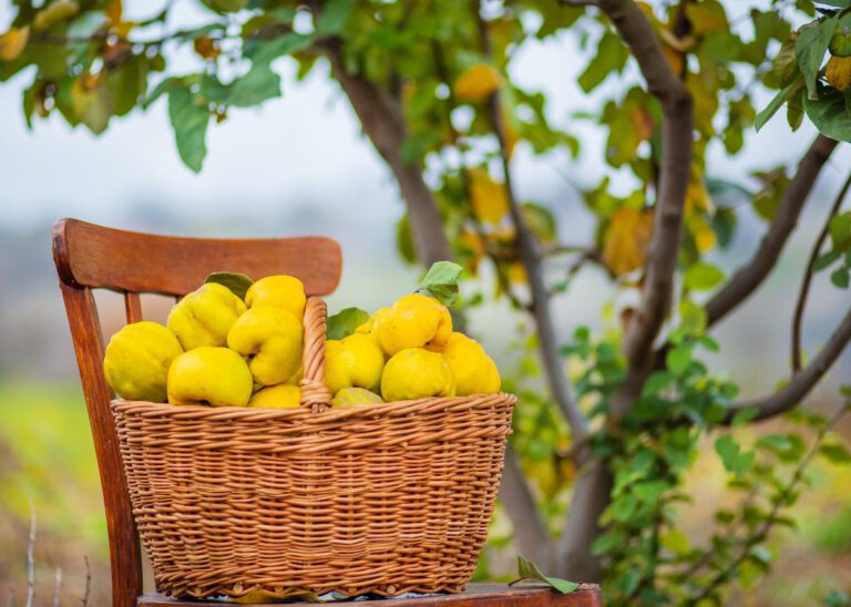 Propiedades del MEMBRILLO y beneficios para tu salud - PequeRecetas