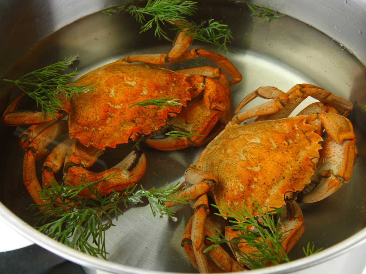 Cómo cocer nécoras vivas o muertas - PequeRecetas