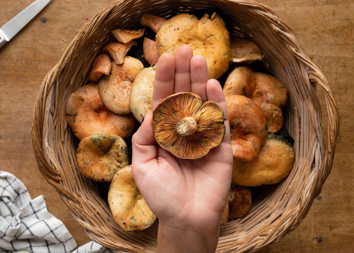 Crema de níscalos o rovellons - PequeRecetas
